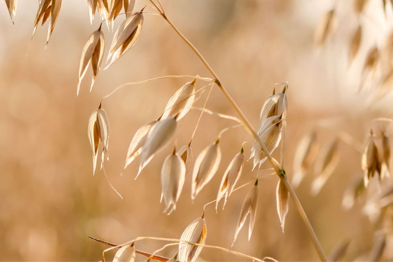 Oats are beneficial for the environment and your health
