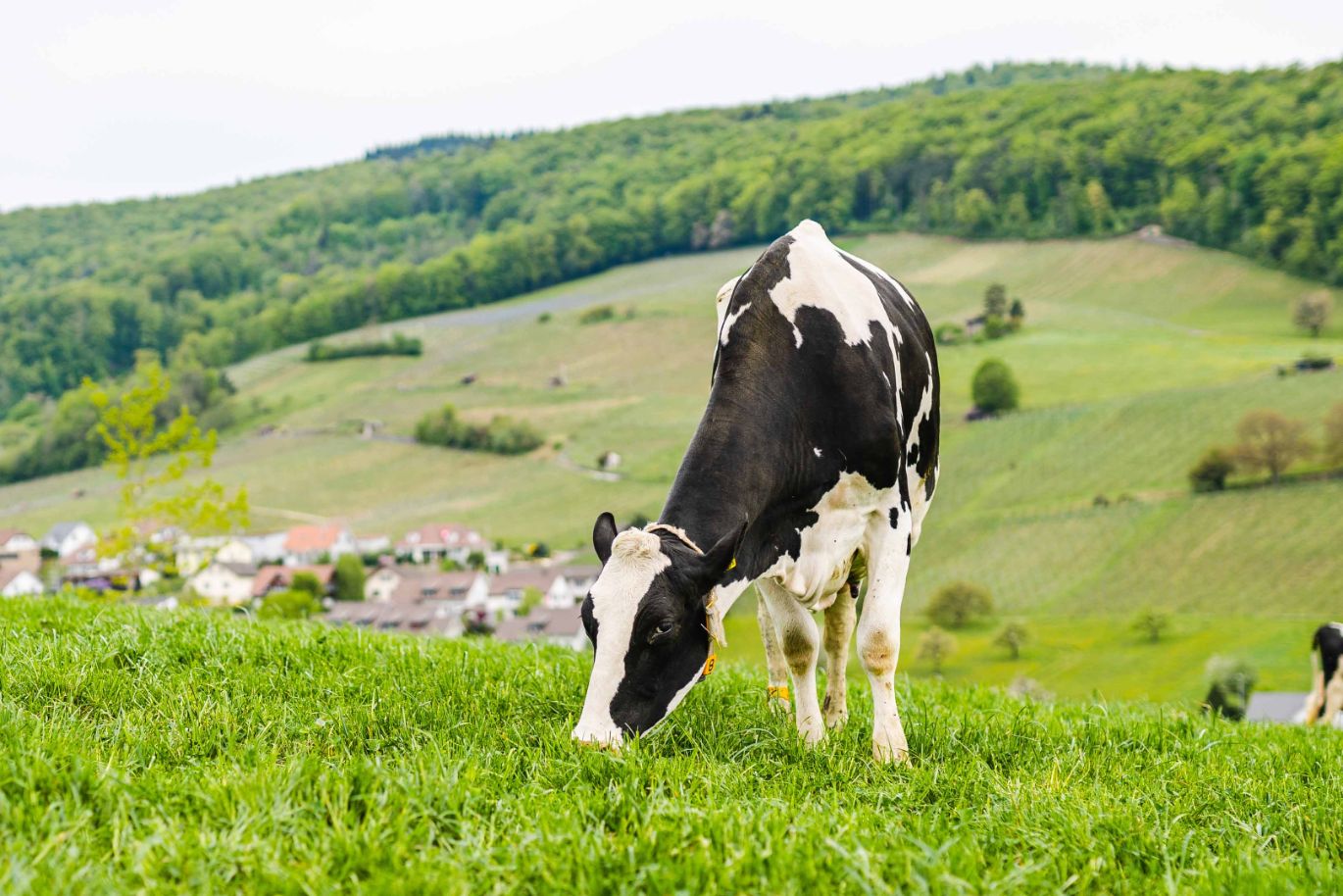 90 % of our milk is sustainable and cows have names | Emmi Group