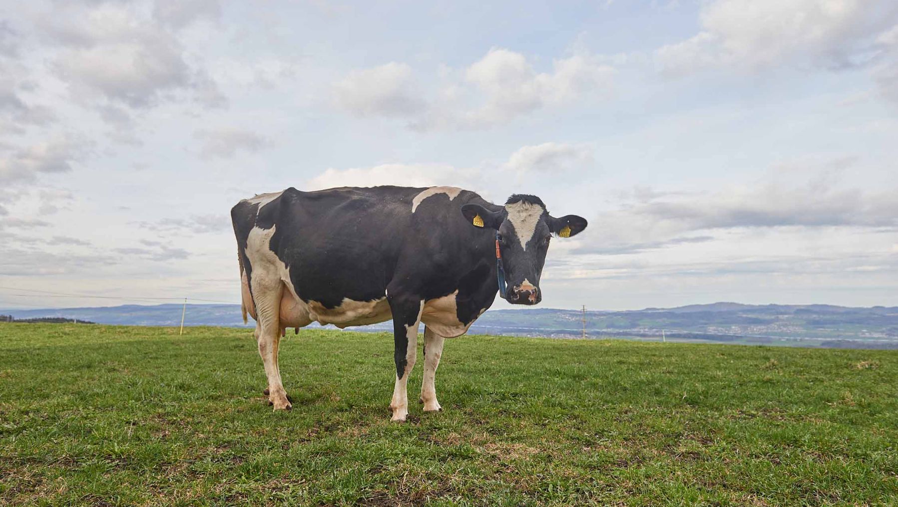 Hof Näf - Thomas Näf | Emmi Gruppe