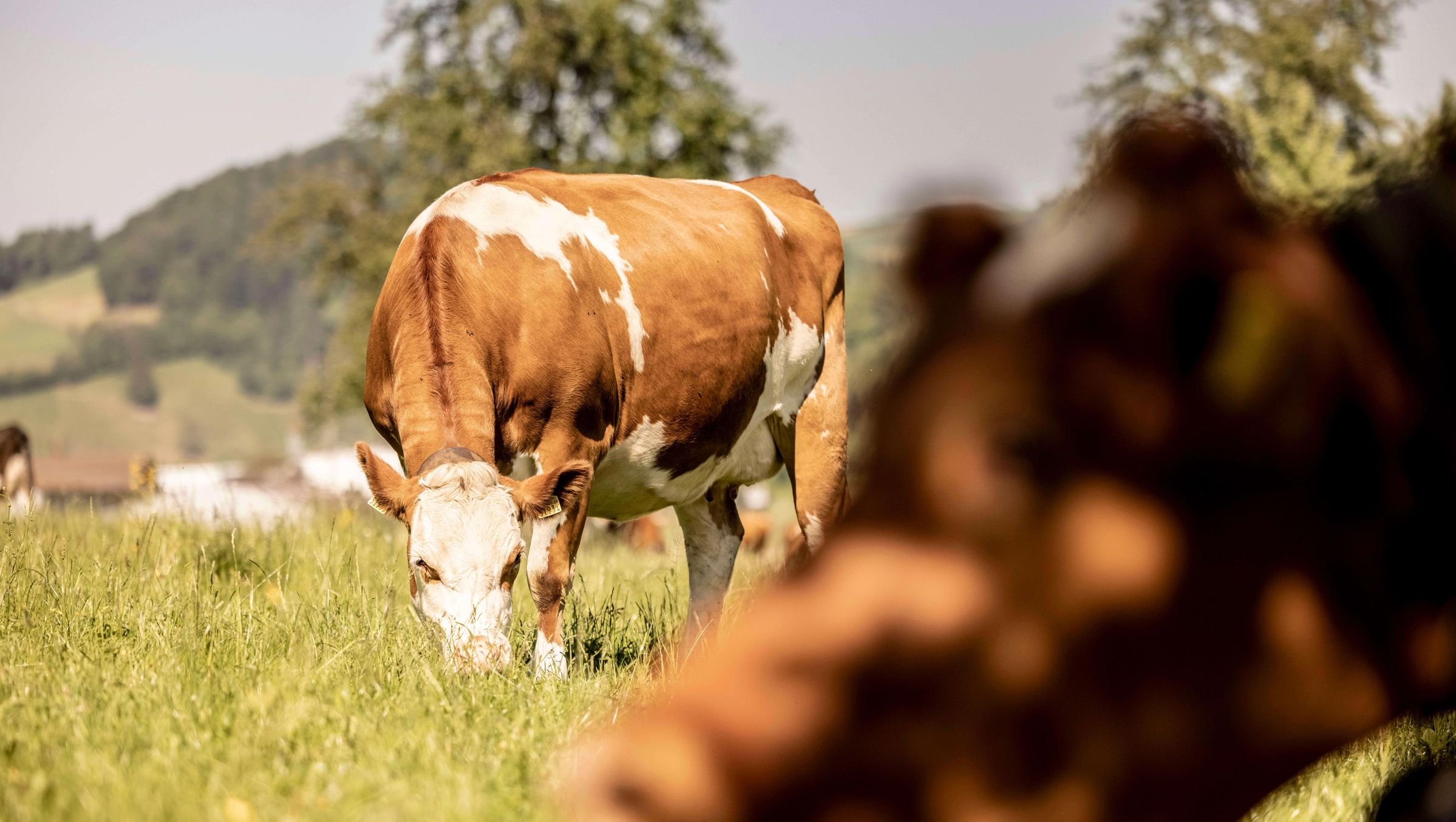 World Milk Day: milk is becoming increasingly more sustainable