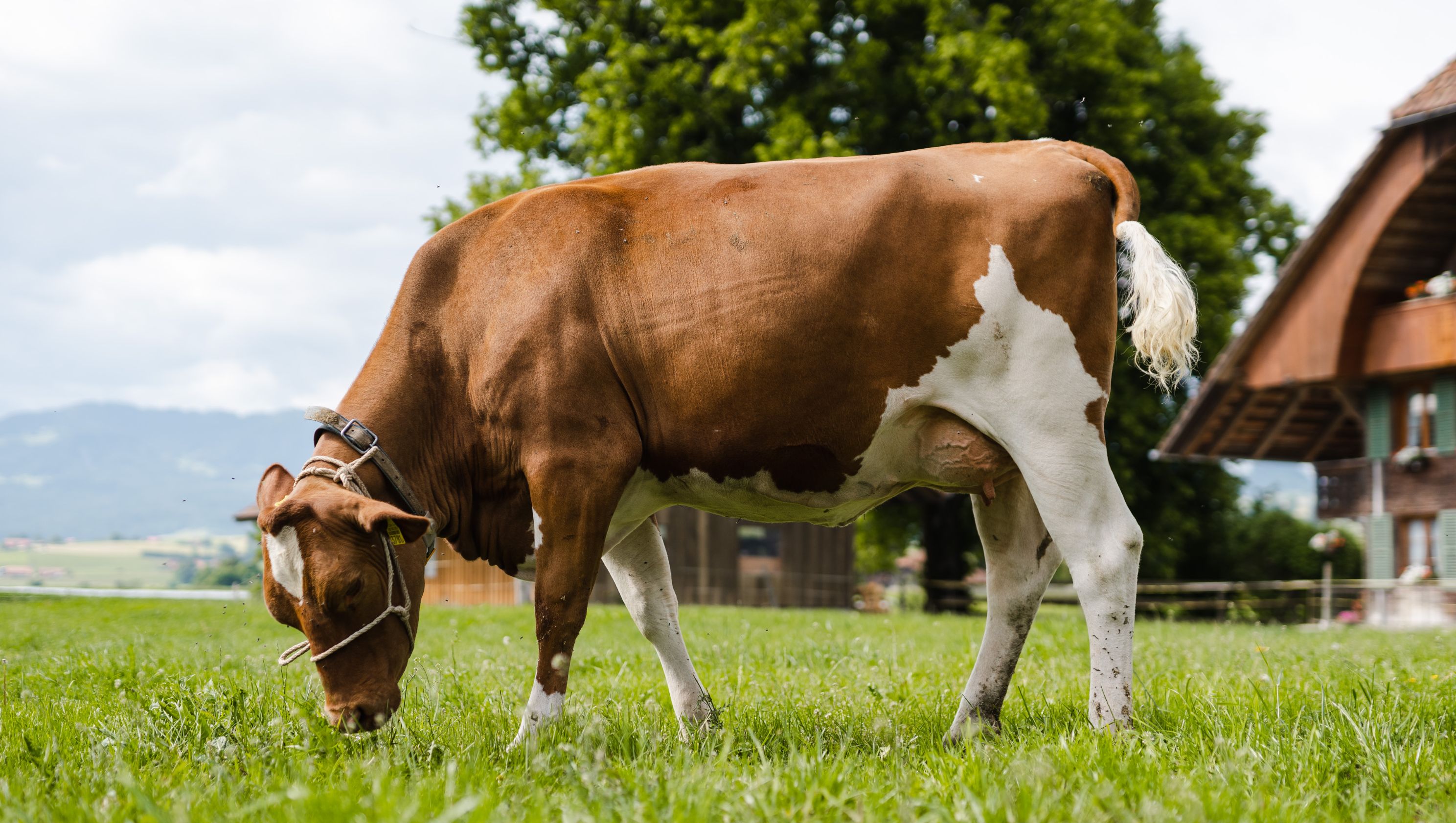 Bigler Innerdorf - Hans-Peter Bigler | Emmi Gruppe