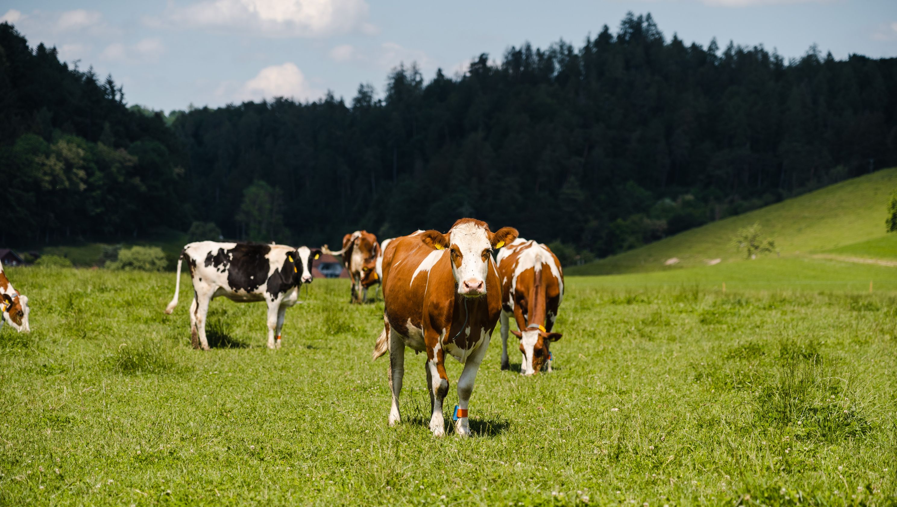 Iselihof - Markus Iseli | Emmi Gruppe